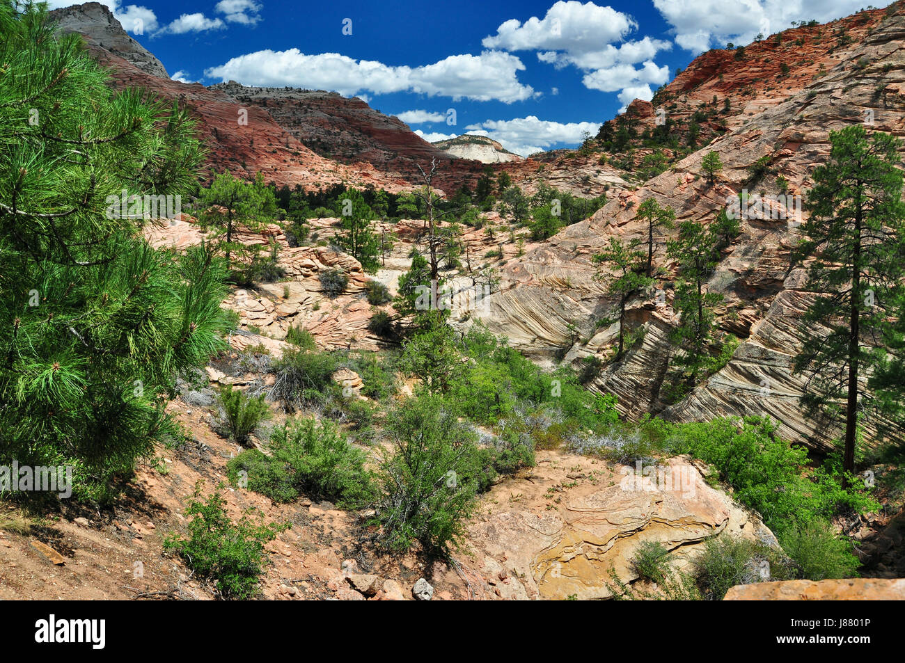 tree, trees, mountains, national park, usa, rock, america, cloudy ...