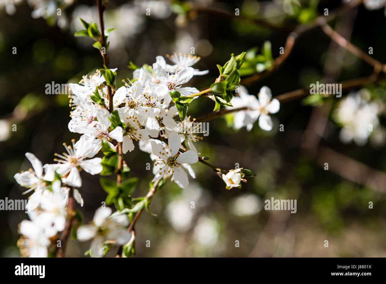 Image of lush early spring foliage - vibrant green spring fresh leaves ...