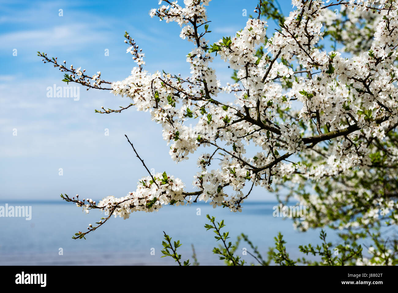 Image of lush early spring foliage - vibrant green spring fresh leaves ...