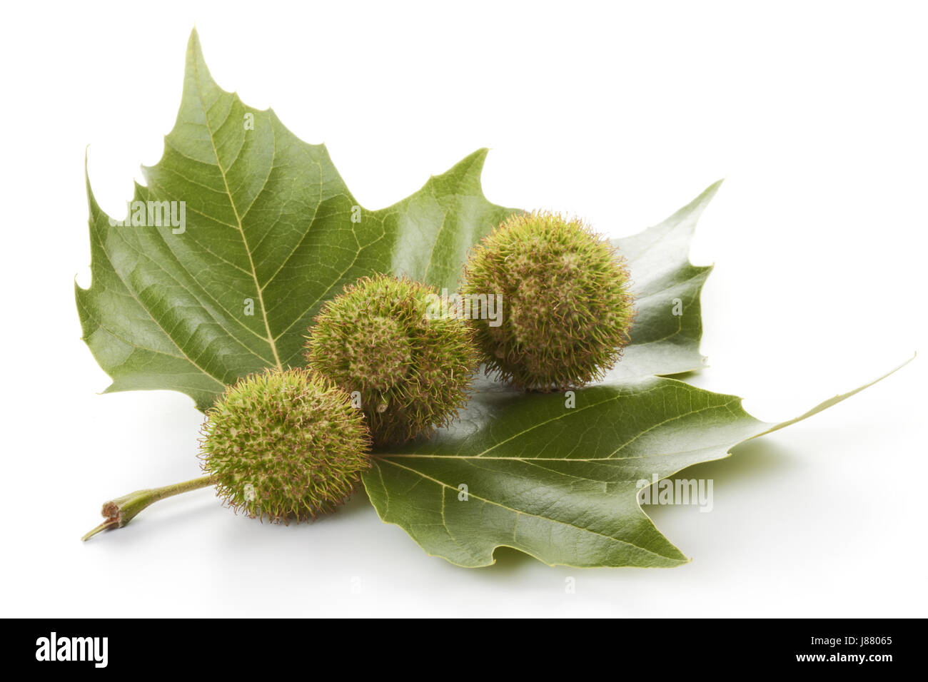fruits of sycamore Stock Photo - Alamy