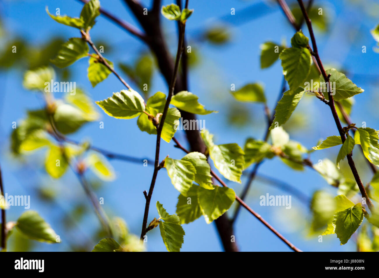 Horizontal image of lush early spring foliage - vibrant green spring ...