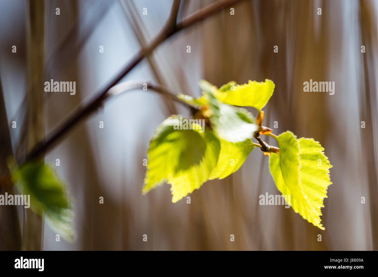 Horizontal image of lush early spring foliage - vibrant green spring ...