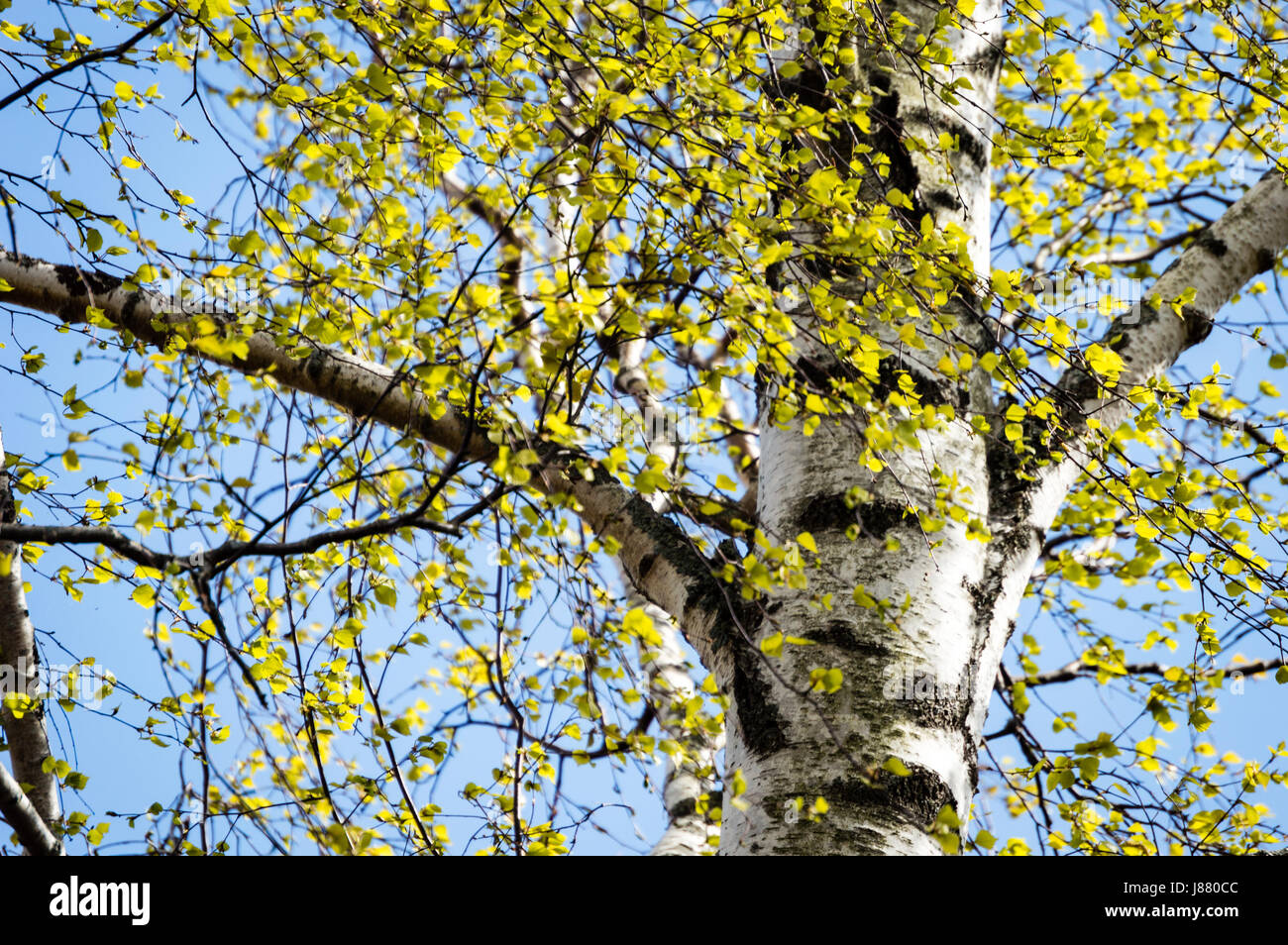 Horizontal image of lush early spring foliage - vibrant green spring ...