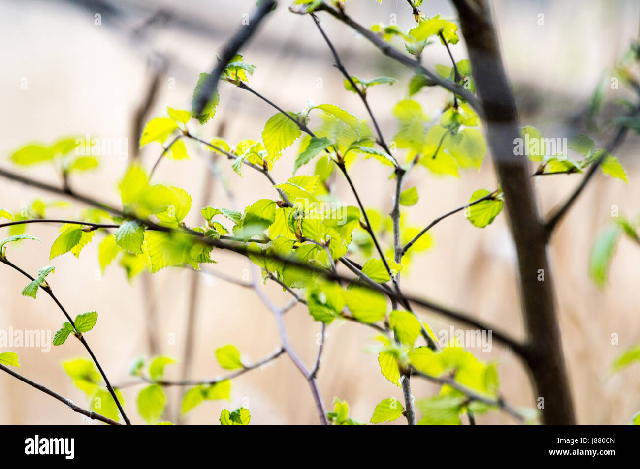 Horizontal image of lush early spring foliage - vibrant green spring ...
