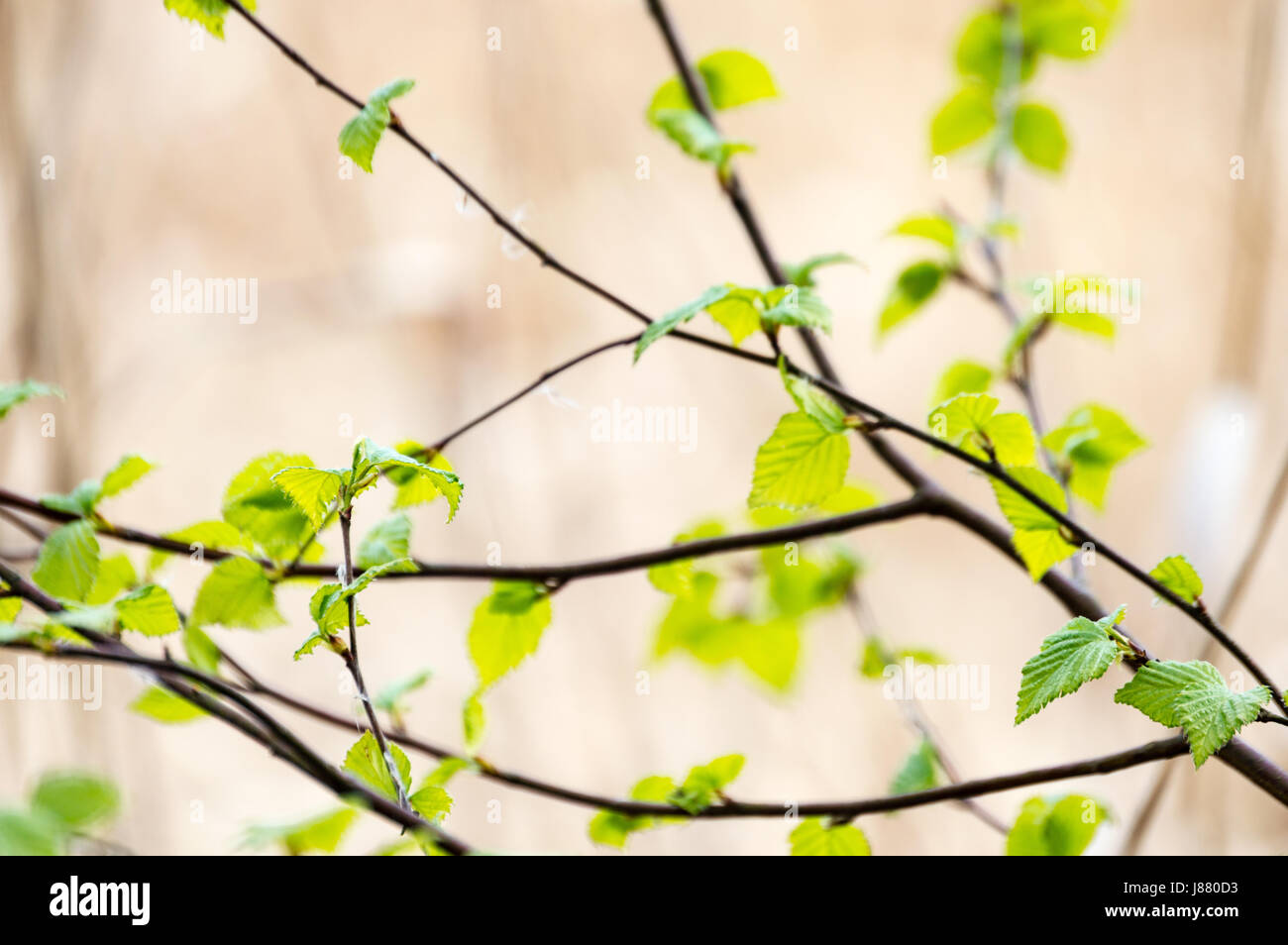 Horizontal image of lush early spring foliage - vibrant green spring ...