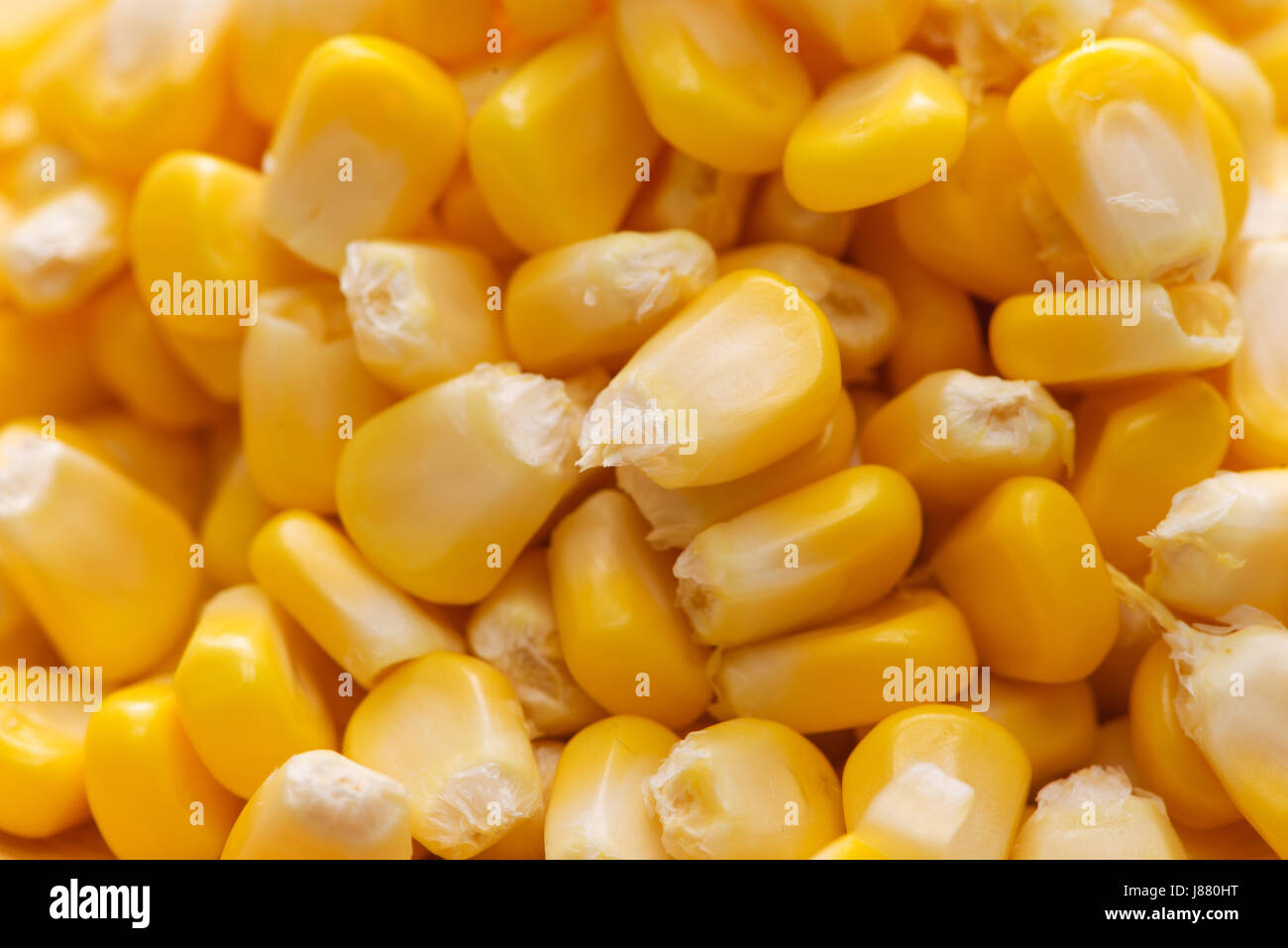 Closeup of fresh sweet yellow corn seeds Stock Photo - Alamy