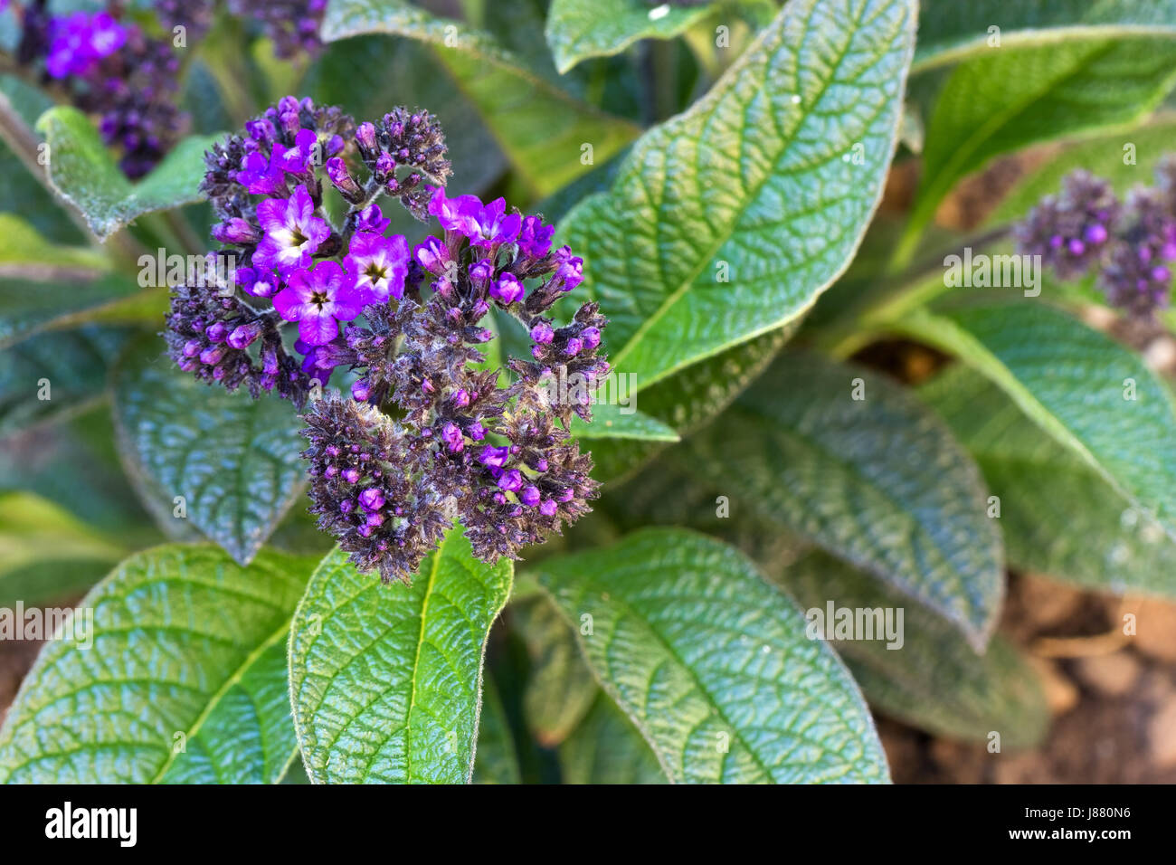 blue, flower, plant, solstice, blue, macro, close-up, macro admission ...