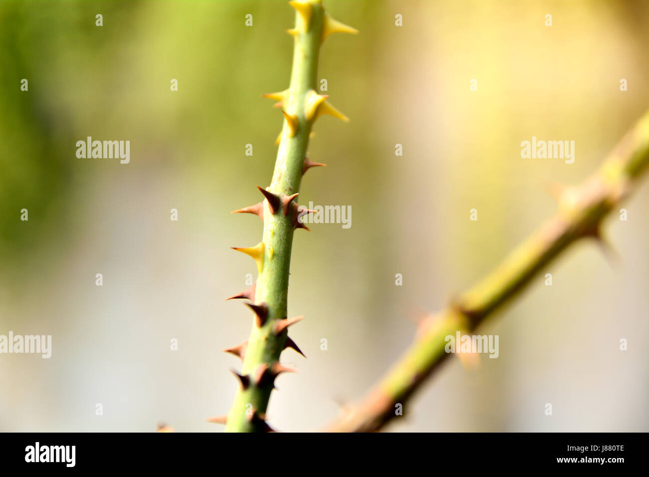 Needle of rose stalks for making seedlings for planting Stock Photo - Alamy