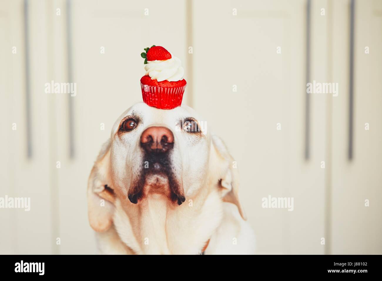 Cute dog with cupcake in kitchen. Labrador retriever keeps cake on his ...