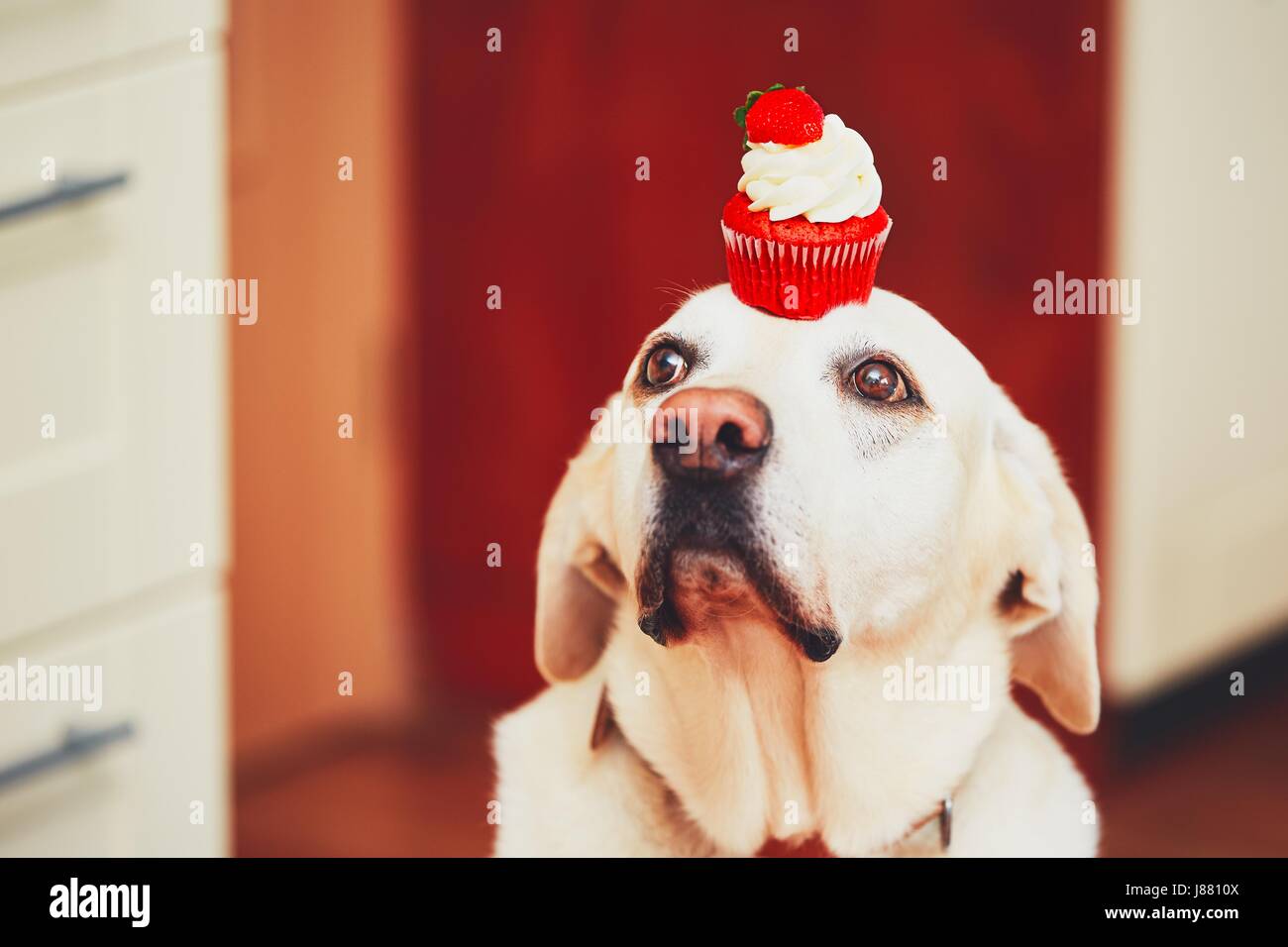 Cute dog with cupcake in kitchen. Labrador retriever keeps cake on his ...