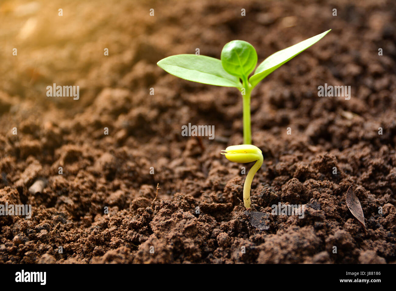 Plant growing in soil hi-res stock photography and images - Alamy