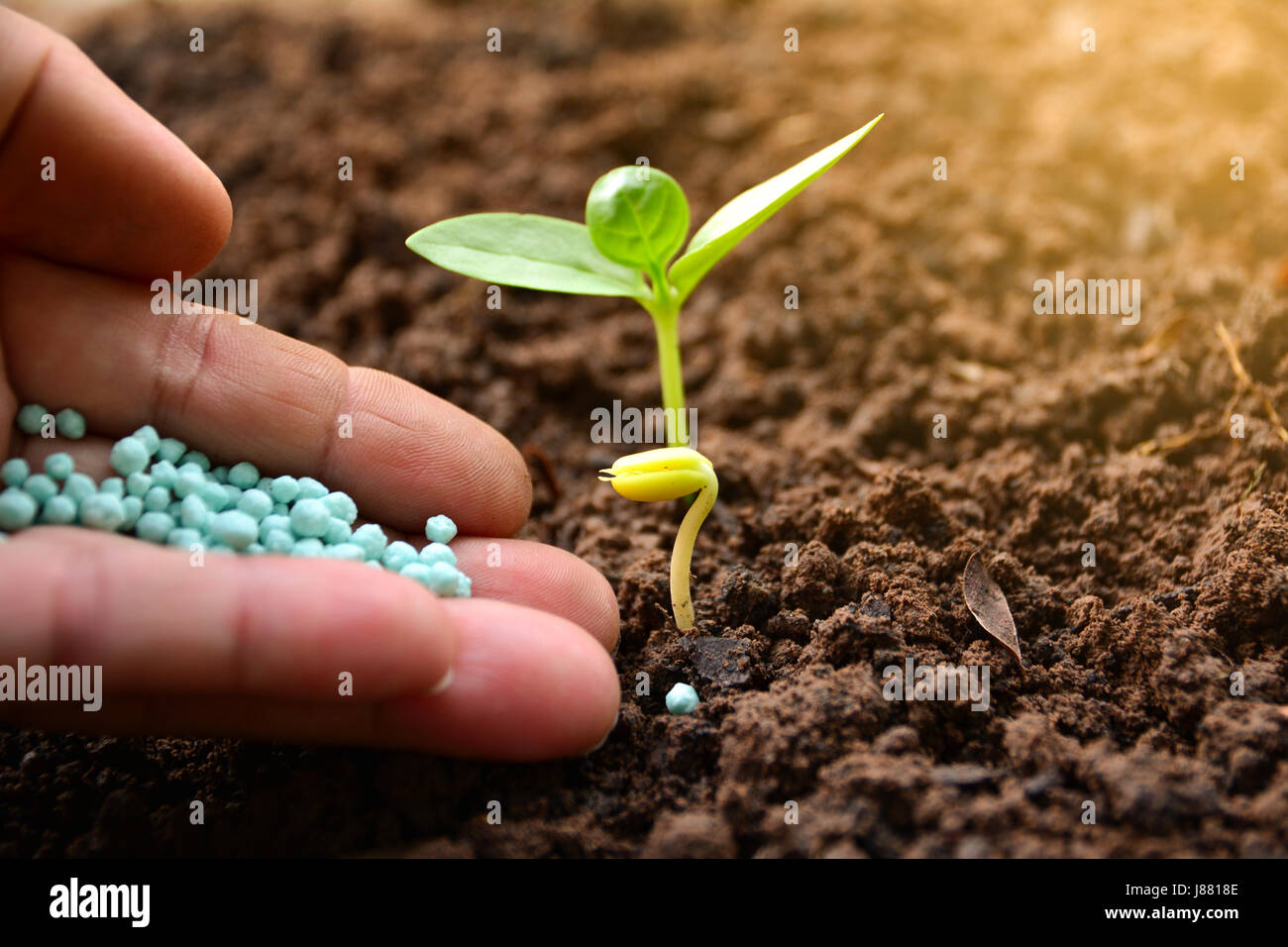 Hand apply fertilizer hi-res stock photography and images - Alamy