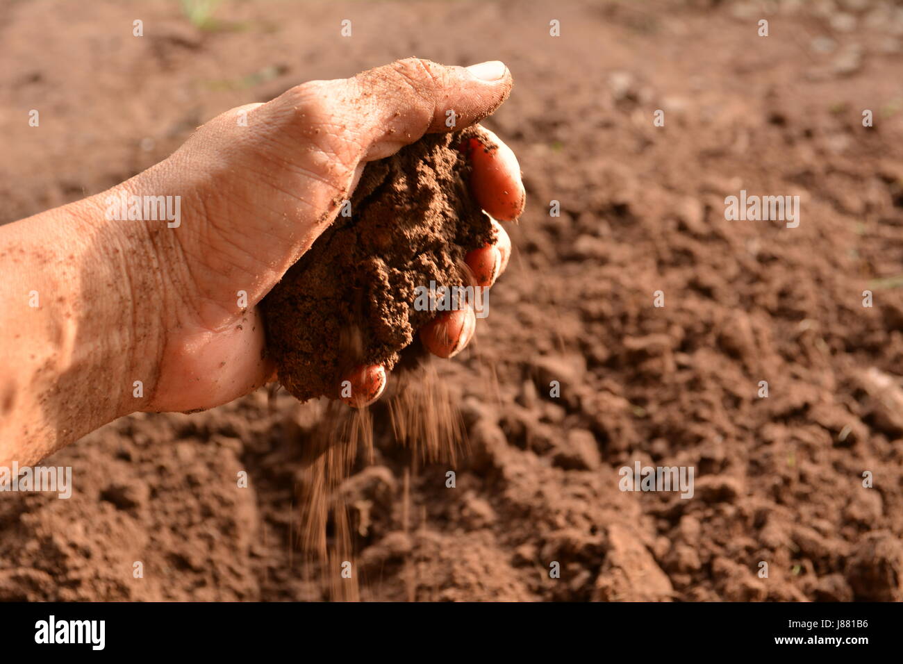 The man holding soil in the hands for planting Stock Photo - Alamy