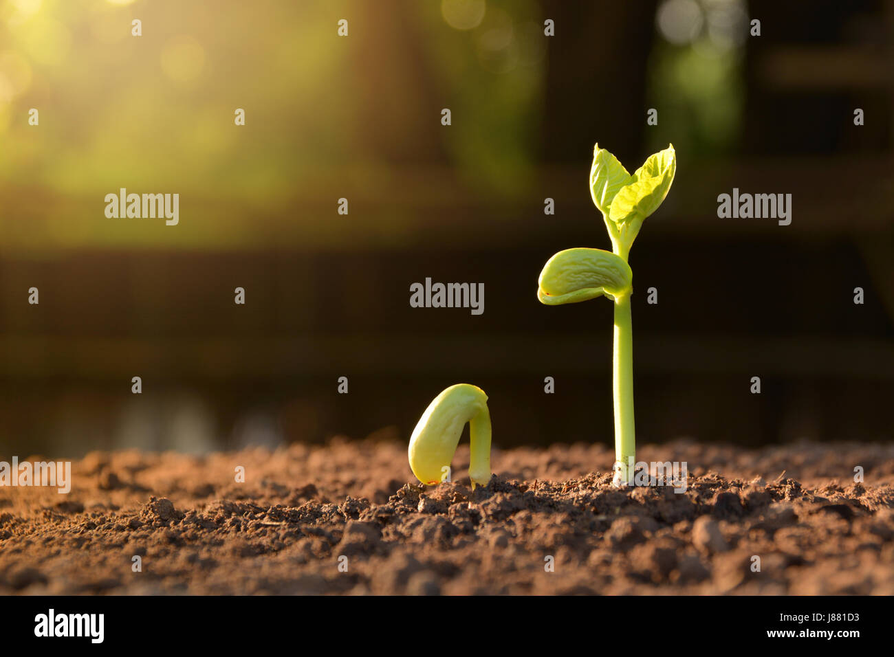 plant tree growing seedling in soil under sun light Stock Photo - Alamy