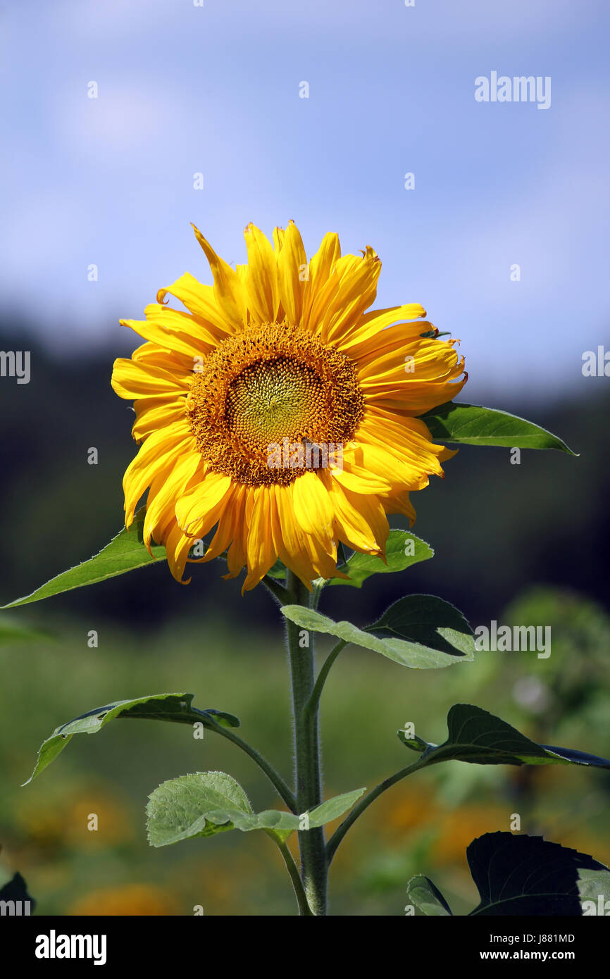 blue, plant, insects, green, leaves, field, flower, flowers, summer ...
