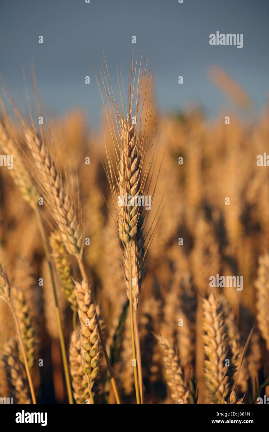 blue, food, aliment, fodder, plant, agriculture, farming, field, grain ...