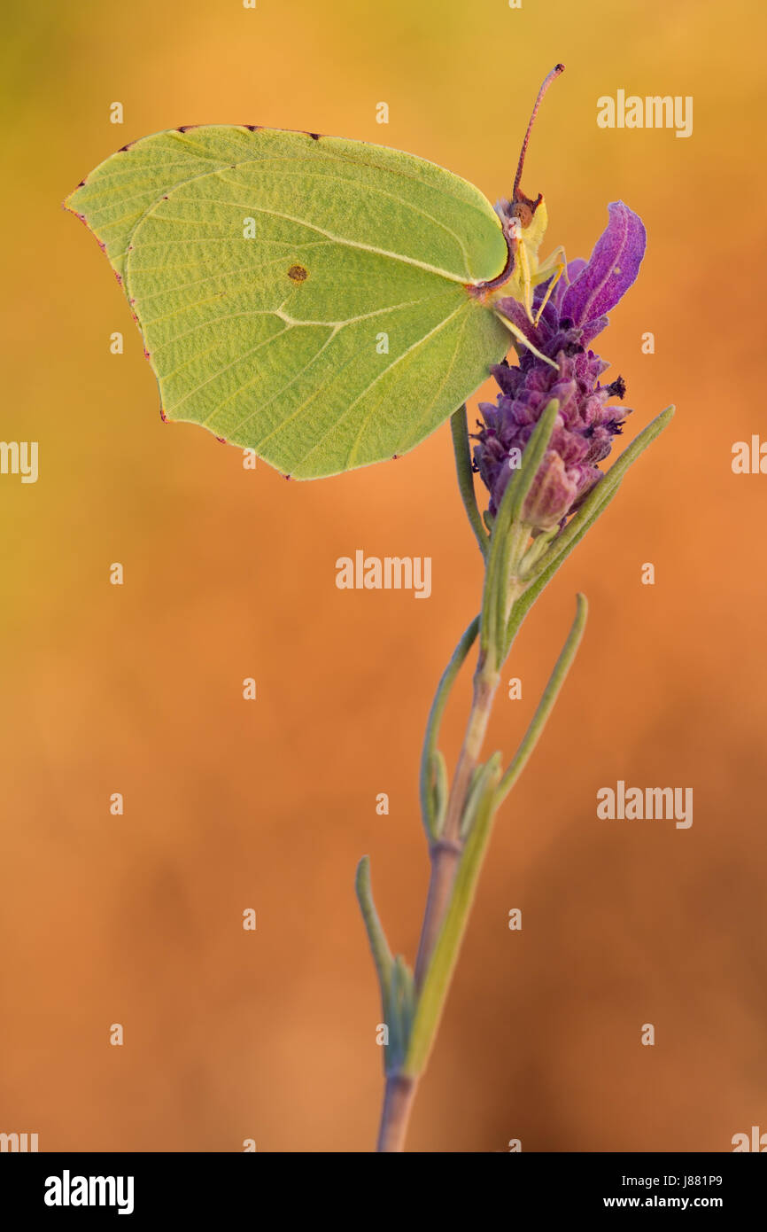 butterfly, summer, summerly, fire, conflagration, orange, brimstone ...
