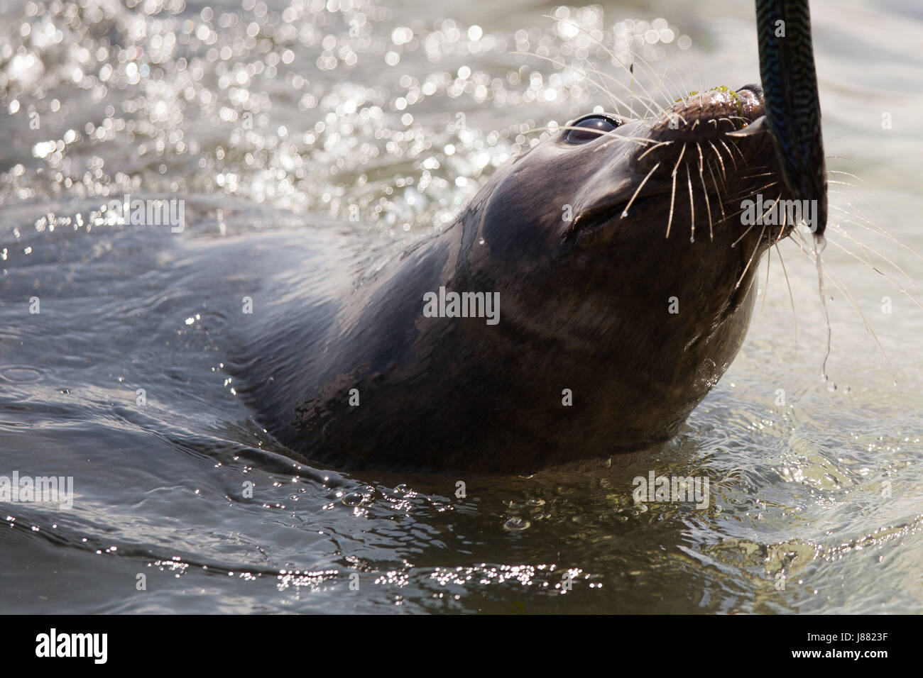 mouth, waves, england, wildlife, hungry, to gorge, engulf, devour, fish ...