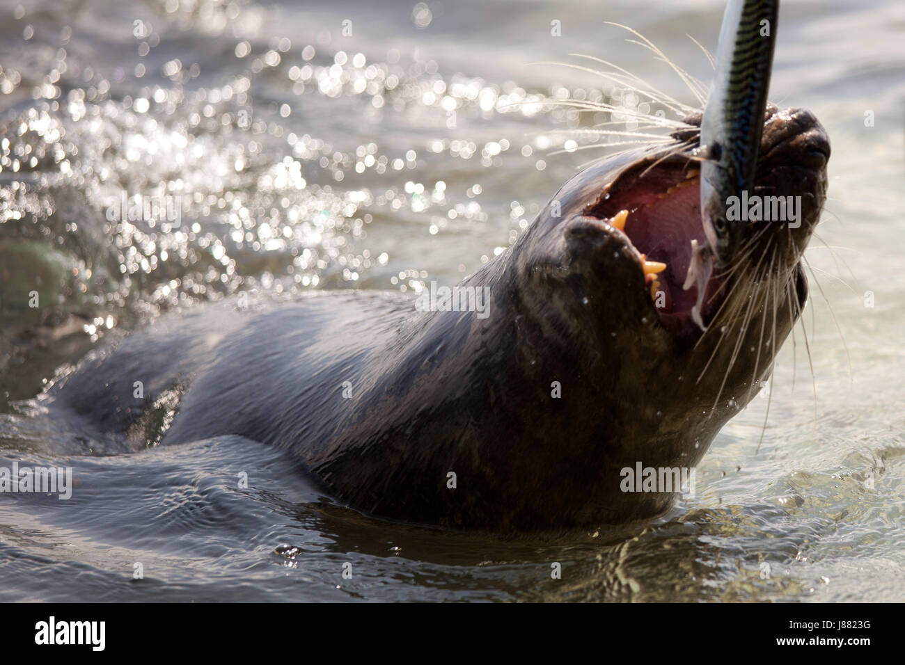 mouth, waves, england, wildlife, hungry, to gorge, engulf, devour, fish ...