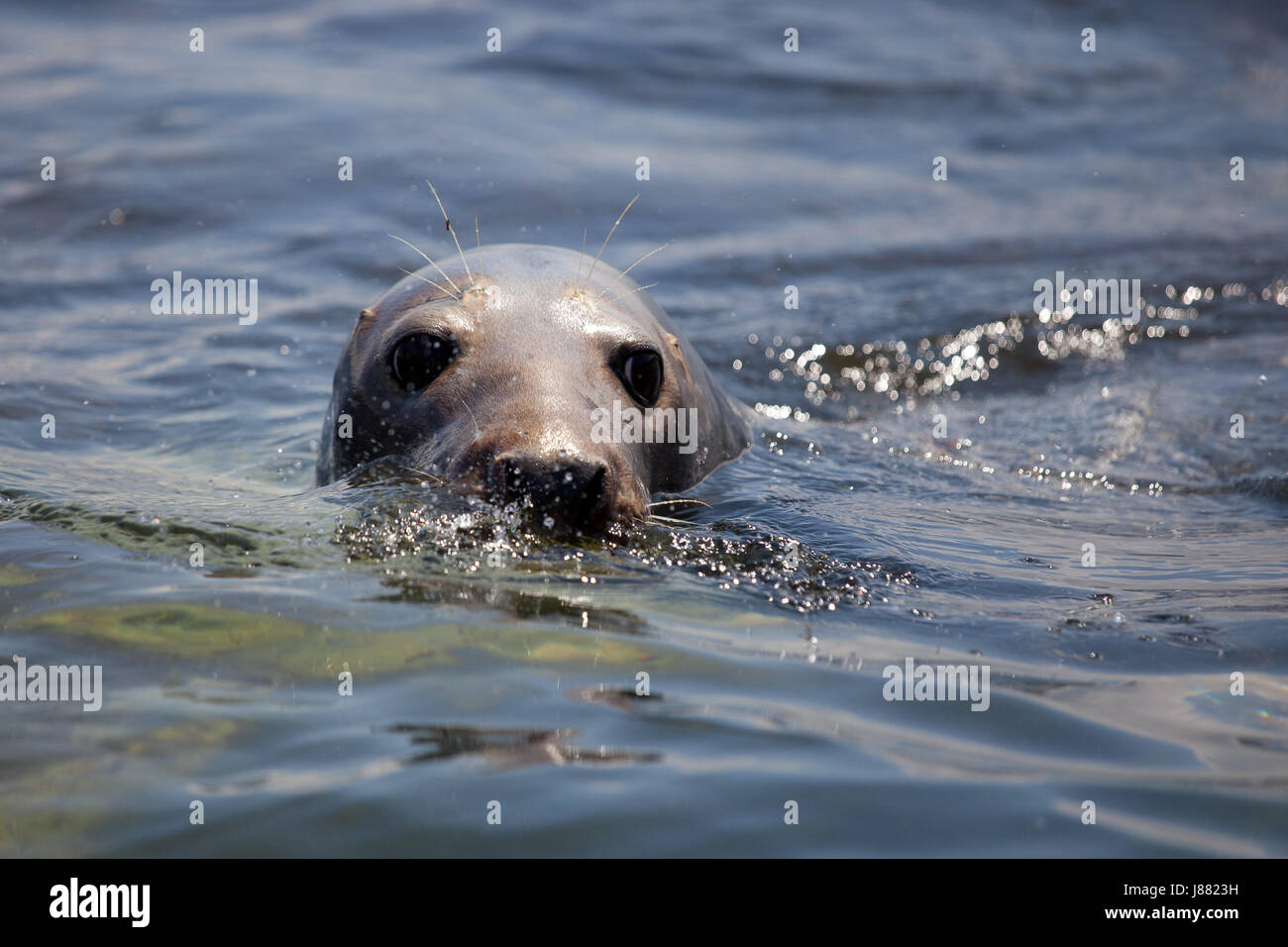 portrait, england, wildlife, frontally, salt water, sea, ocean, water ...