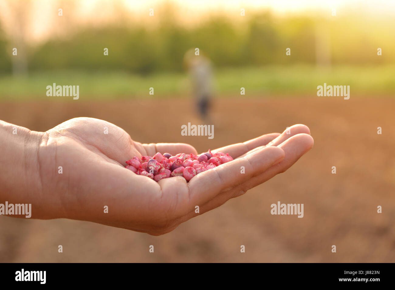 Hand planting corn seed in soil hi-res stock photography and images - Alamy
