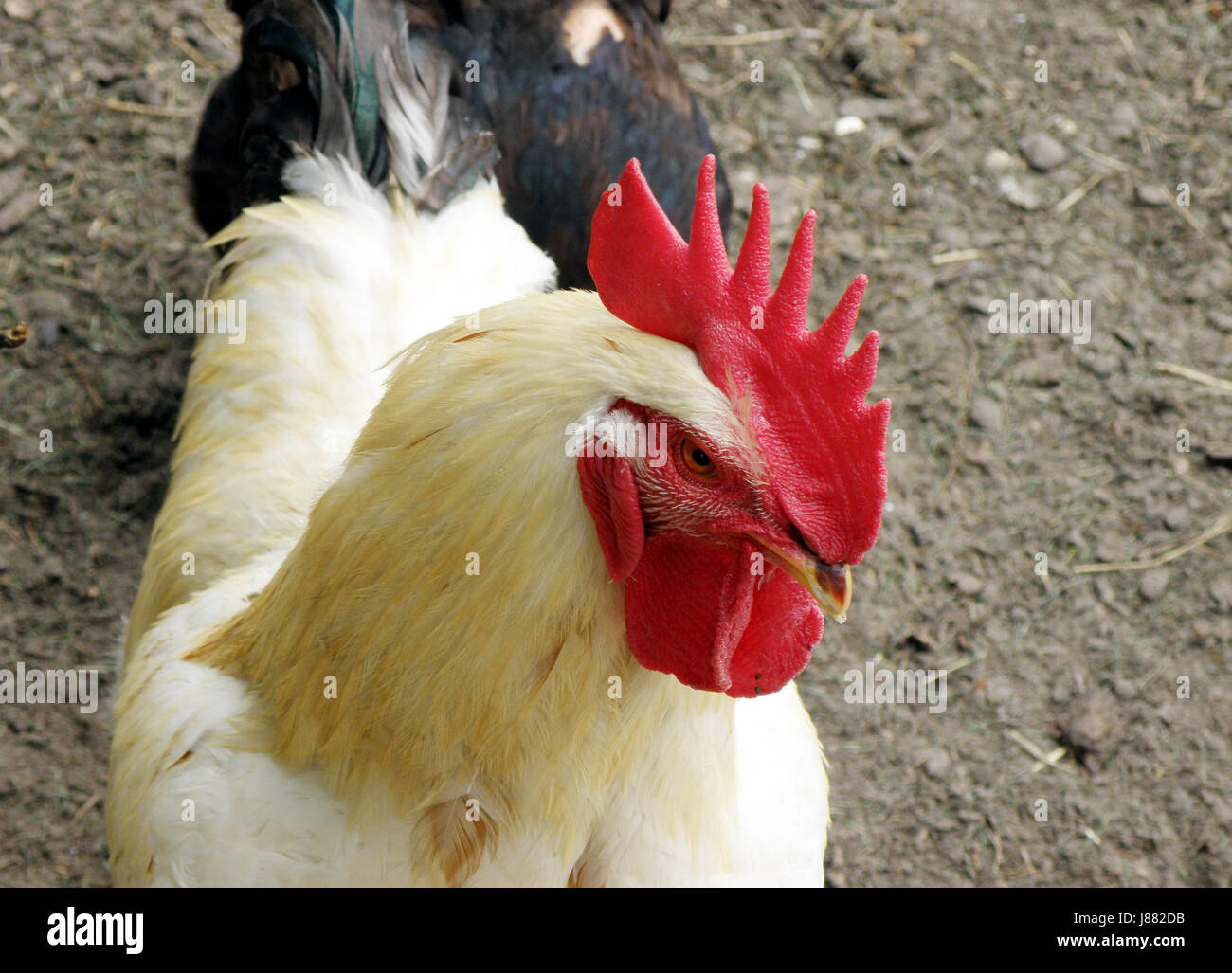 danger, agriculture, farming, easter, farmer, eggs, chicken yard ...