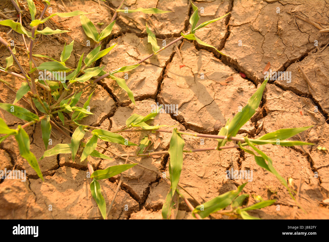 desolate land or dry areas with green grass growth up on the ground ...
