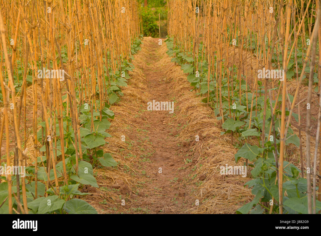 Cucumber tree hi-res stock photography and images - Alamy
