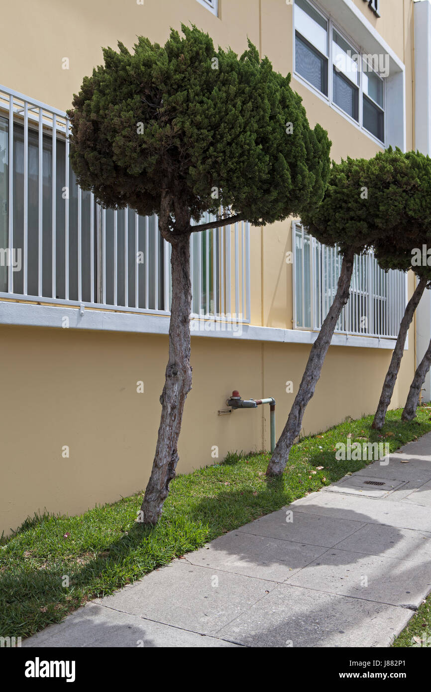 Trees in front of office building in Echo Park, Los Angeles, CA Stock ...