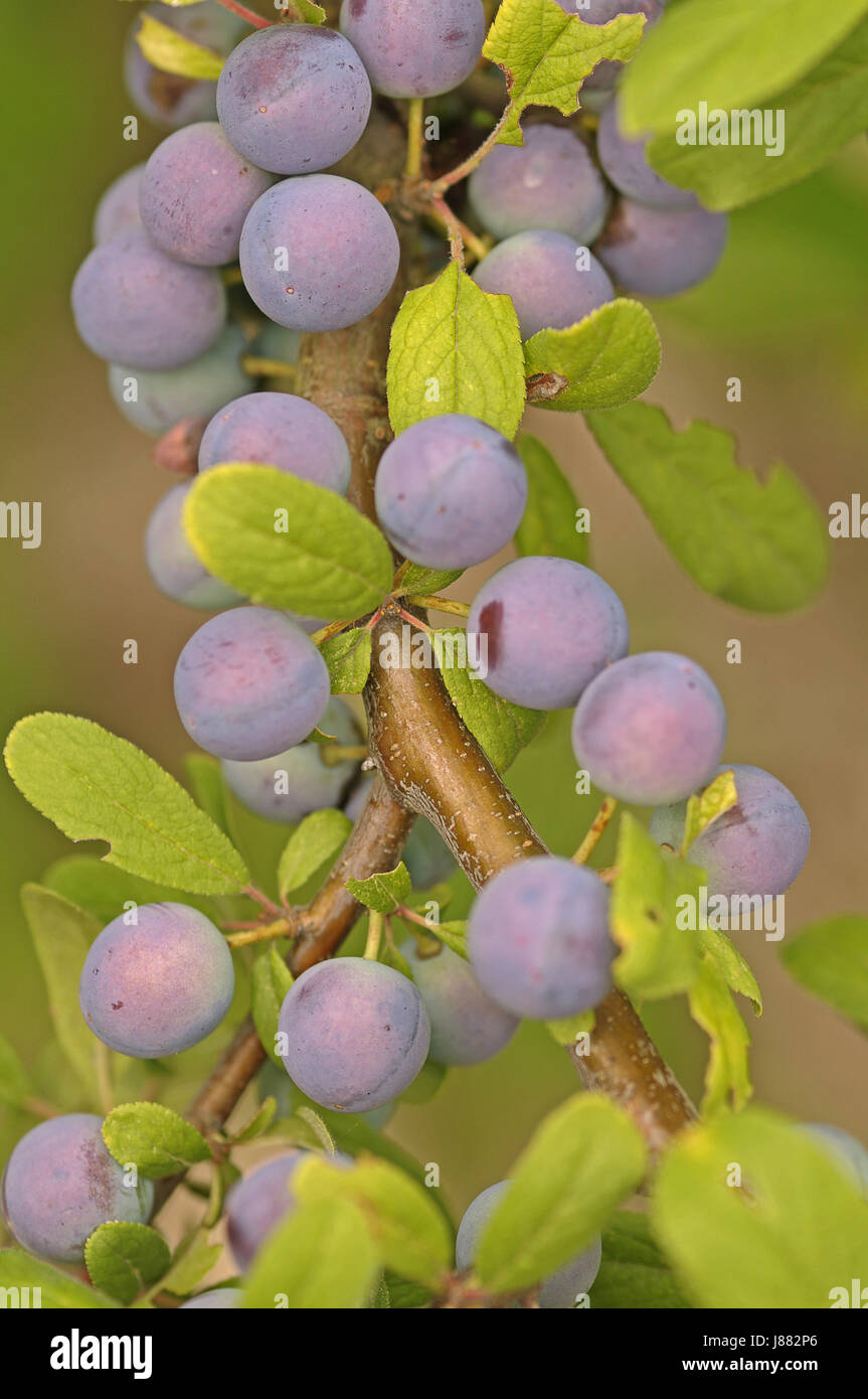 progenies, fruits, blachthorn, blackthorn, sloe, blue, tree, wild ...