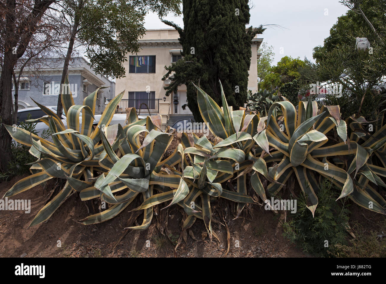 Agaves in front of duplexes on Sunset Boulevard, Silver Lake, Los ...
