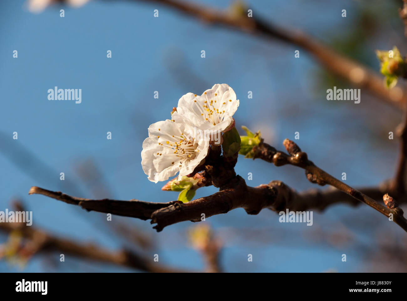 tree, flower, plant, spring, petals, cherry, vegetation, light, leaf ...