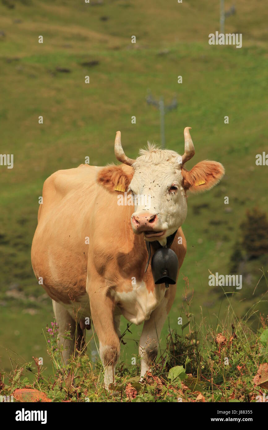 animal, brown, brownish, brunette, bell, cub, baby, country, beef ...