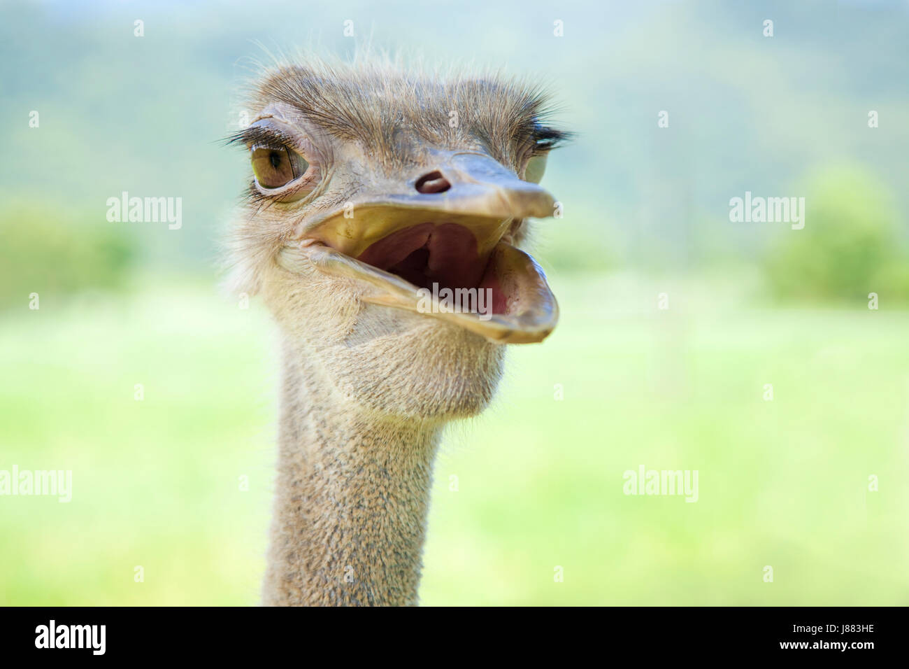 closeup, animal, bird, curiosity, wild, face, portrait, eyes, feathers ...