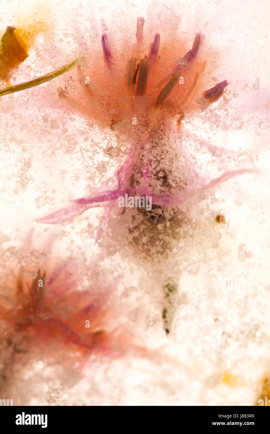 winter, flower, plant, bloom, blossom, flourish, flourishing, backdrop ...