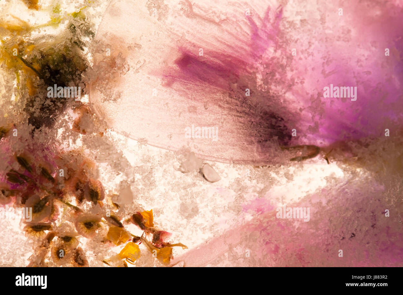 winter, flower, plant, bloom, blossom, flourish, flourishing, backdrop ...