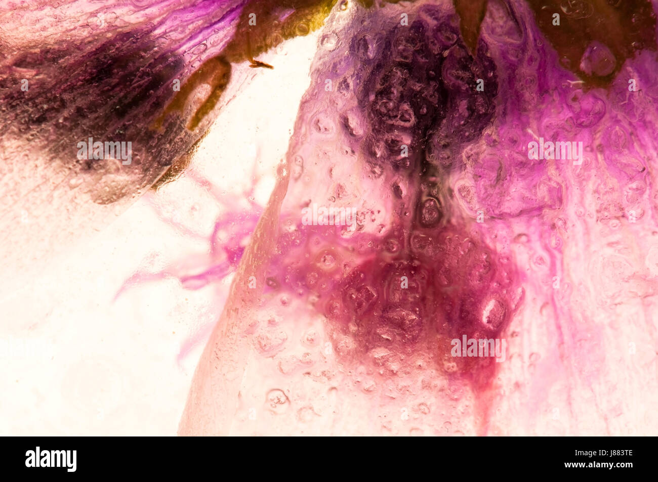 winter, flower, plant, bloom, blossom, flourish, flourishing, backdrop ...
