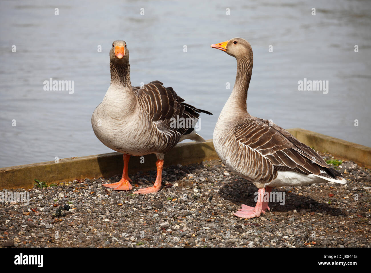 Pair of geese hi-res stock photography and images - Alamy