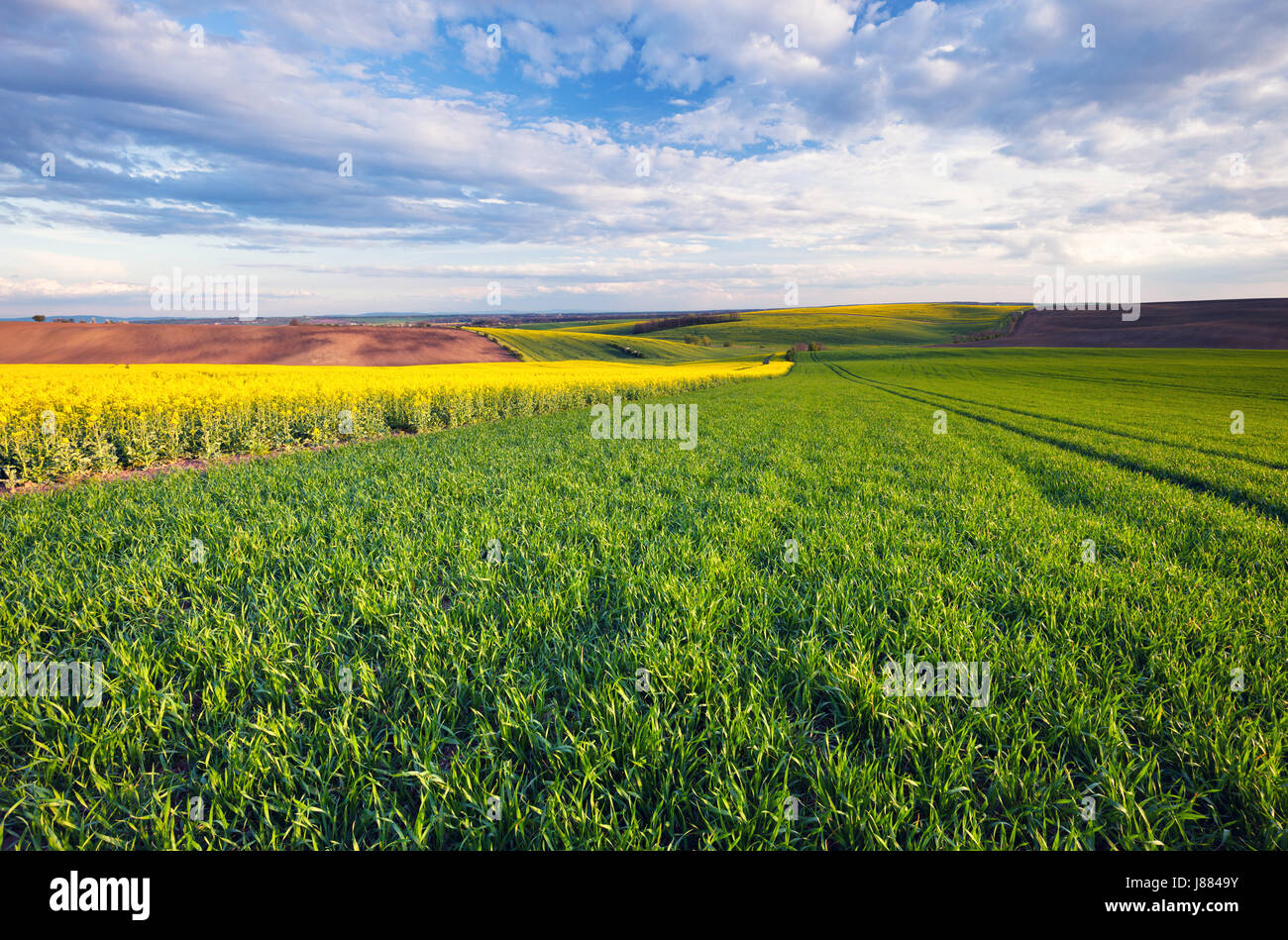 Beautiful field landscape Stock Photo - Alamy