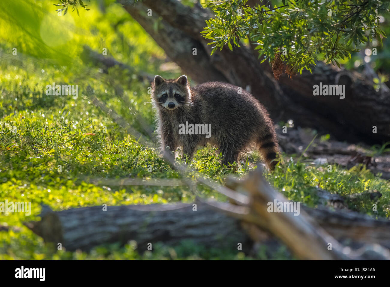 Raccoon in the forest with backlight Stock Photo - Alamy