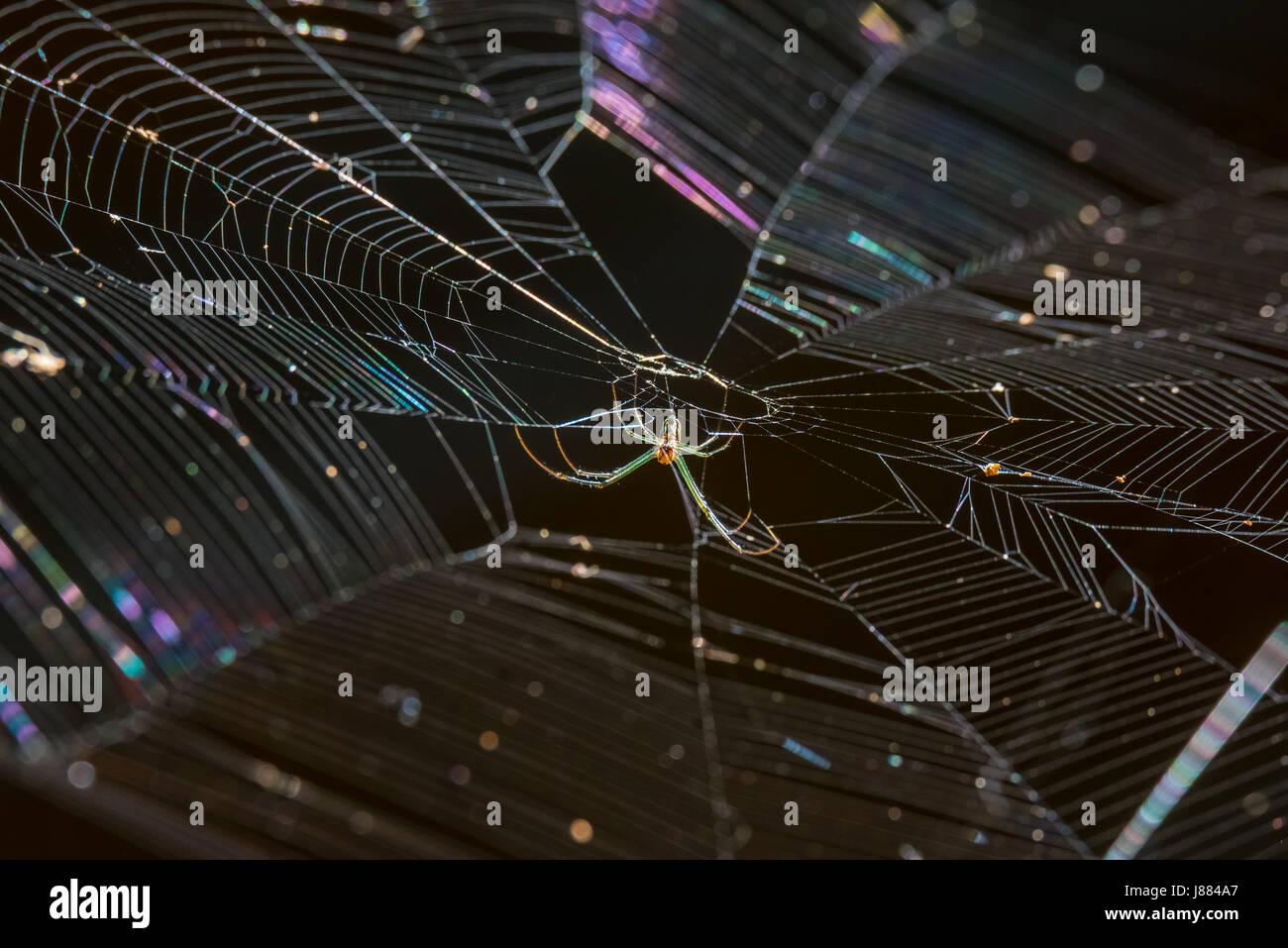 Spider and its spider web Stock Photo - Alamy