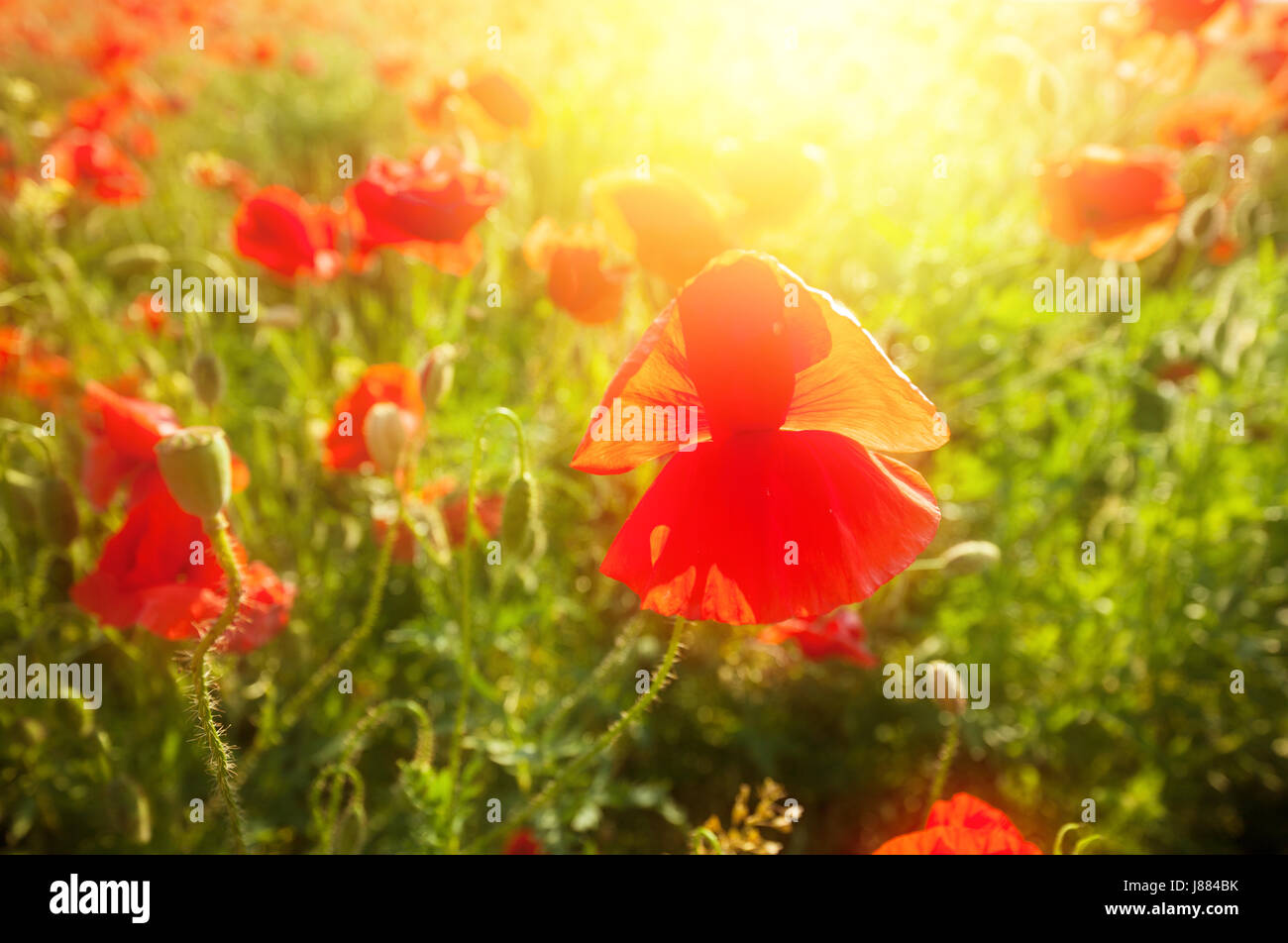 Red poppy field Stock Photo - Alamy