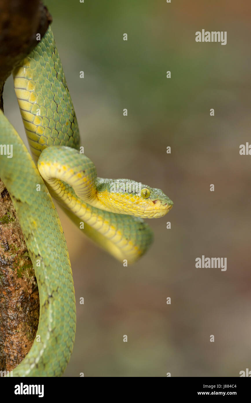 Green Pit Viper