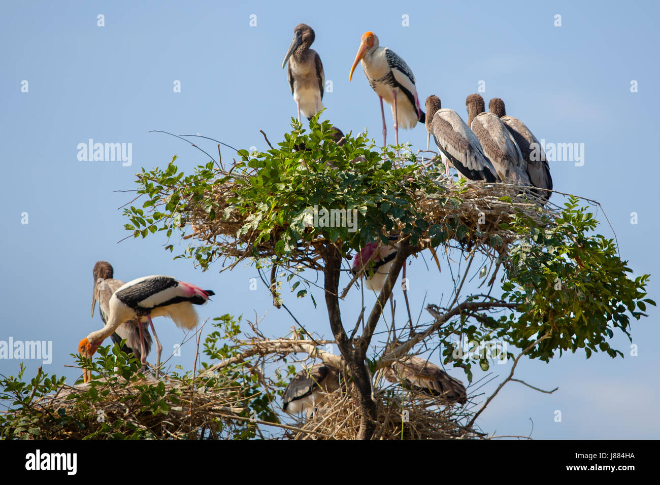 Flock of painted stork hatching on tree at urban of Bangkok Stock Photo ...