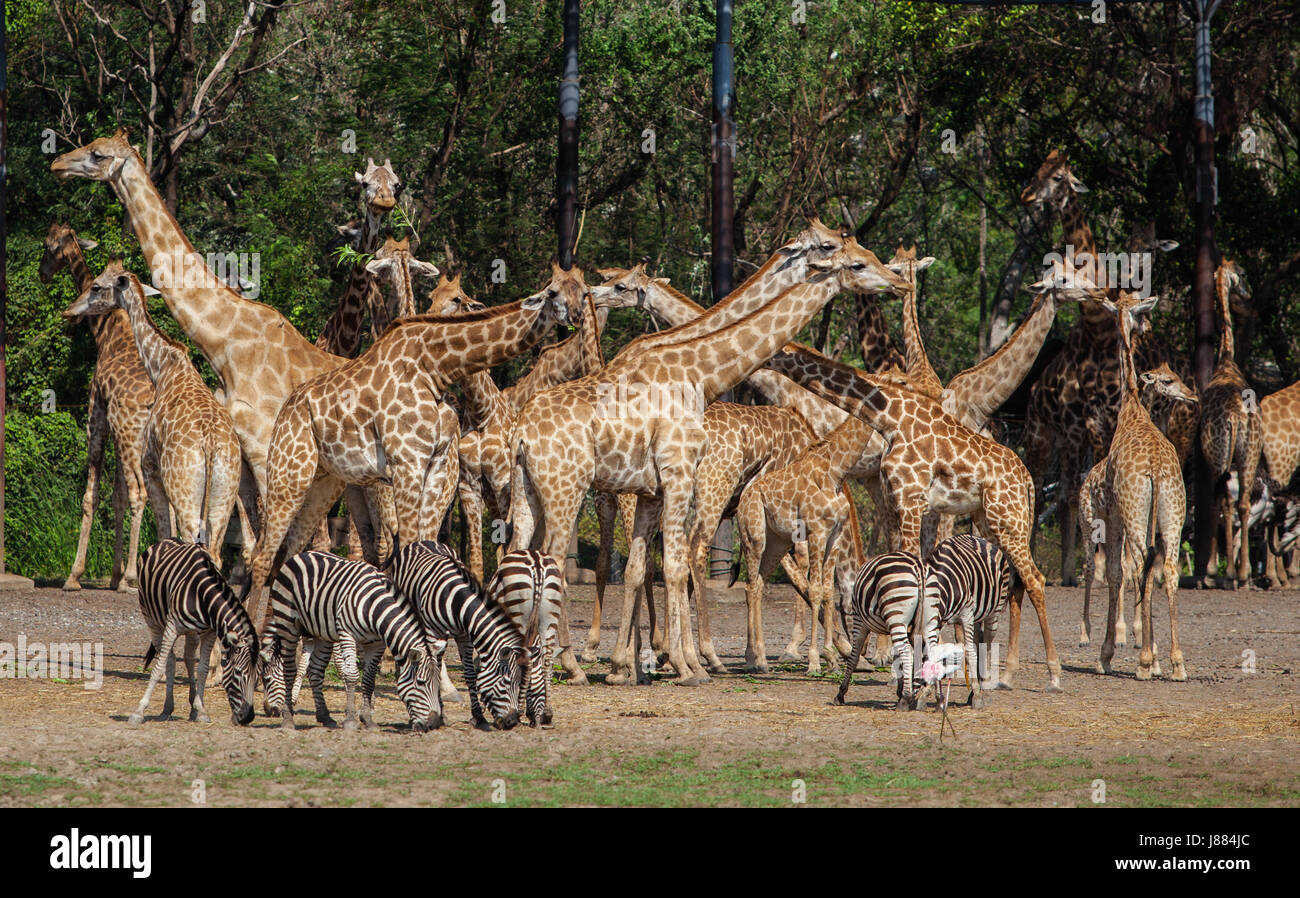 Giraffes and zebras in open zoo Safari World, Bangkok Stock Photo - Alamy