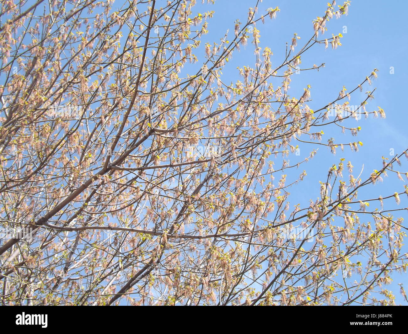 Blue sky through trees hi-res stock photography and images - Alamy