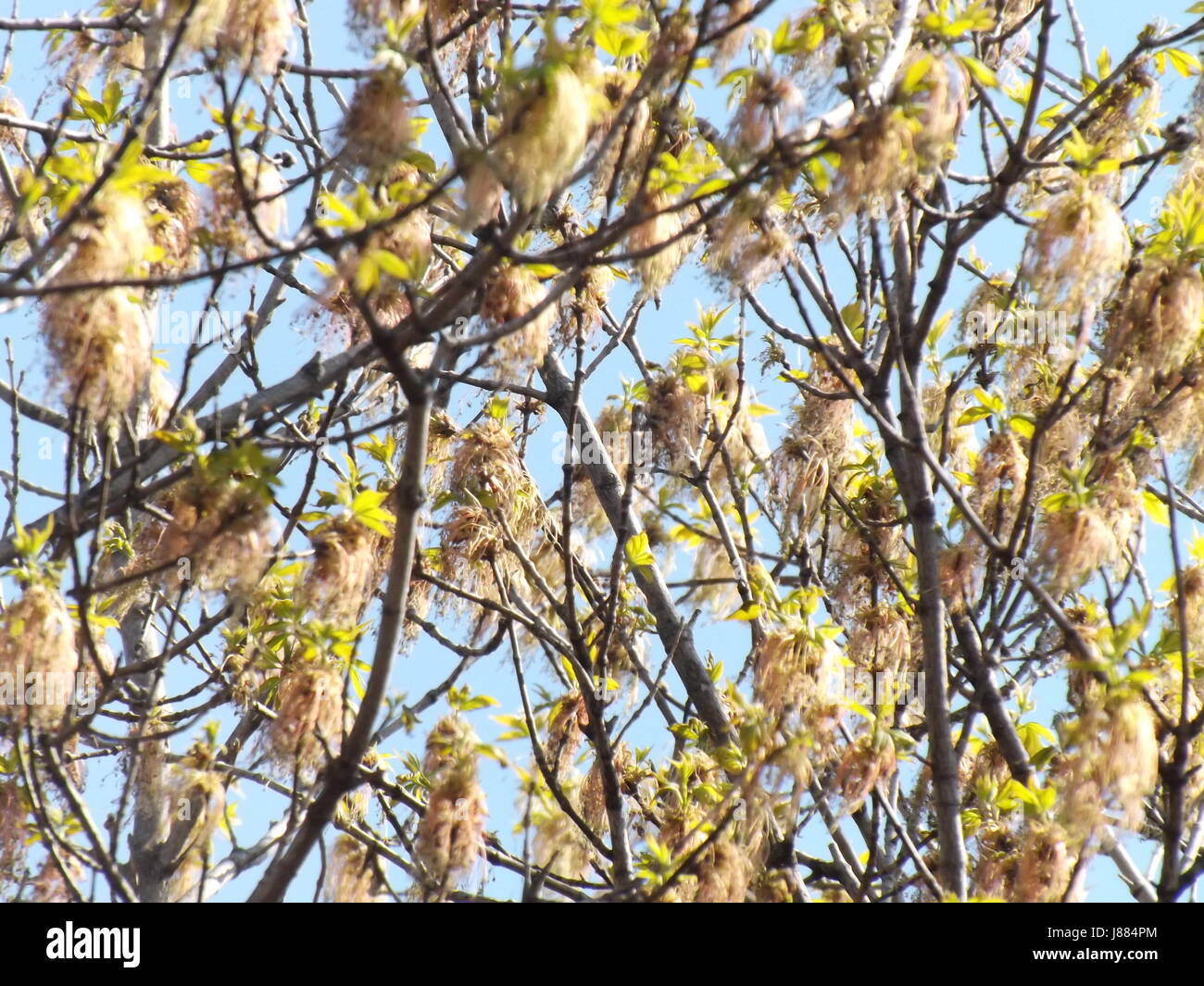 Blue sky through trees hi-res stock photography and images - Alamy