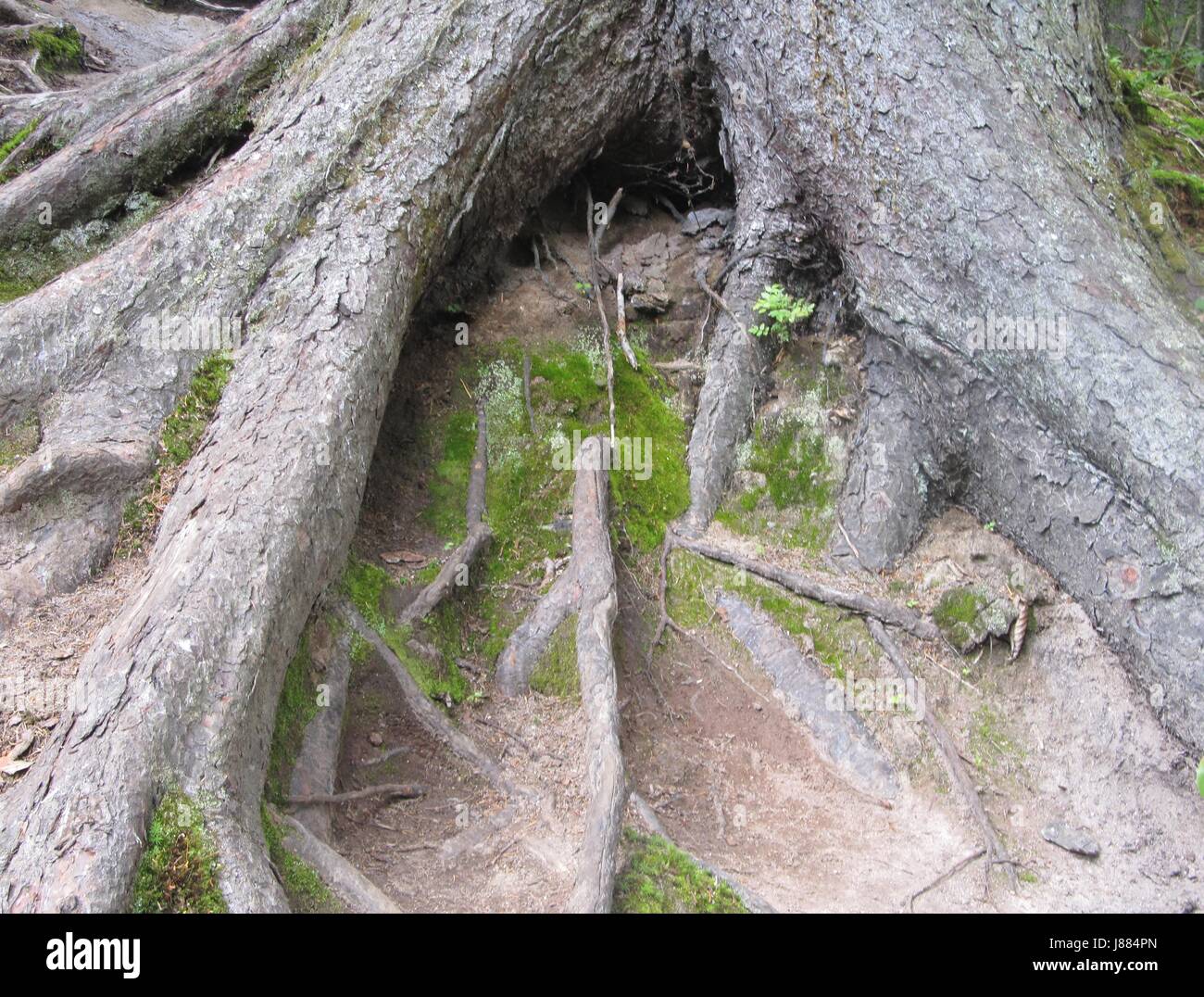 Tree roots hole hi-res stock photography and images - Alamy