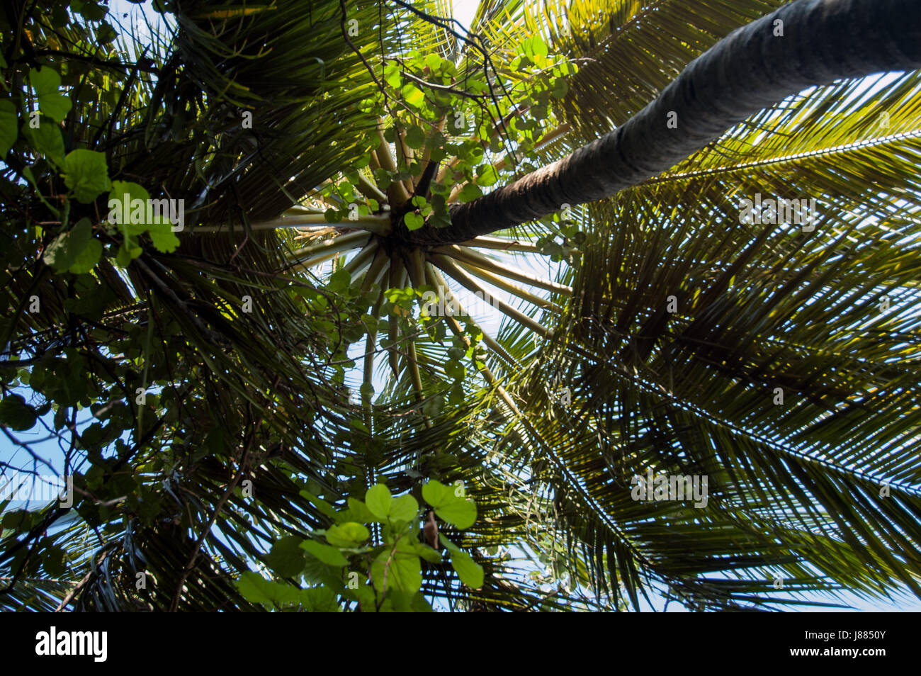 Coconut tree in the Maldives Stock Photo - Alamy