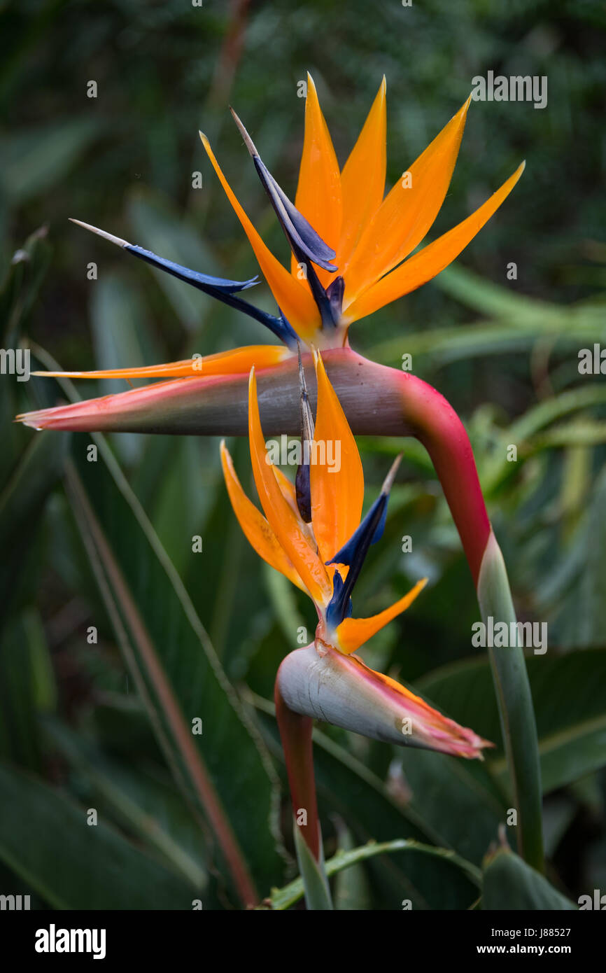 Bird of Paradise (Stelitzia reginae), also known as crane flowers Stock ...